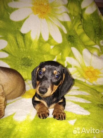 Щеночки таксы