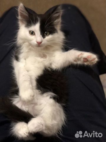 Котёнок мальчишка 2.5 мес в дар