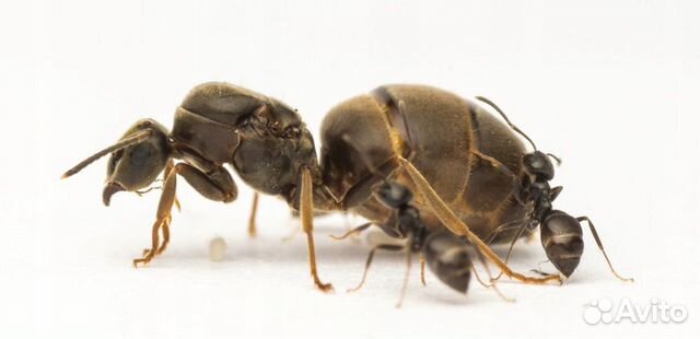 Матка муравья lasius niger с расплодом