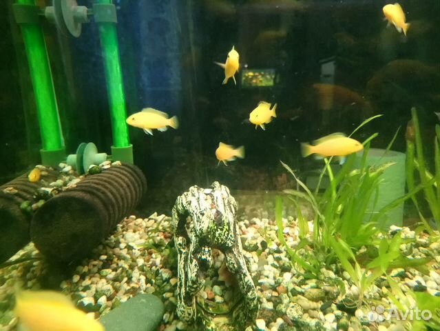 Цихлида колибри