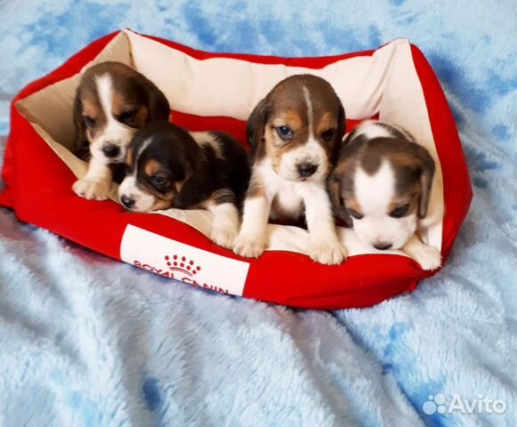 Щенки Бигль