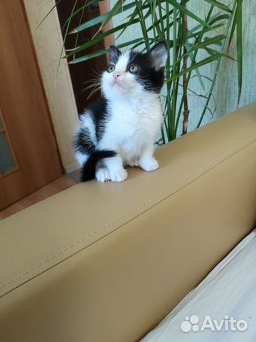Которебенок ищет своих родителей