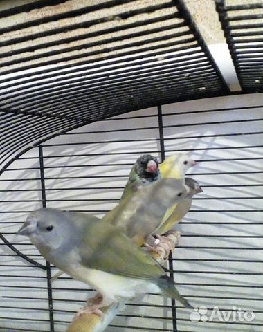 Молодые самки и самцы амадины Гульда