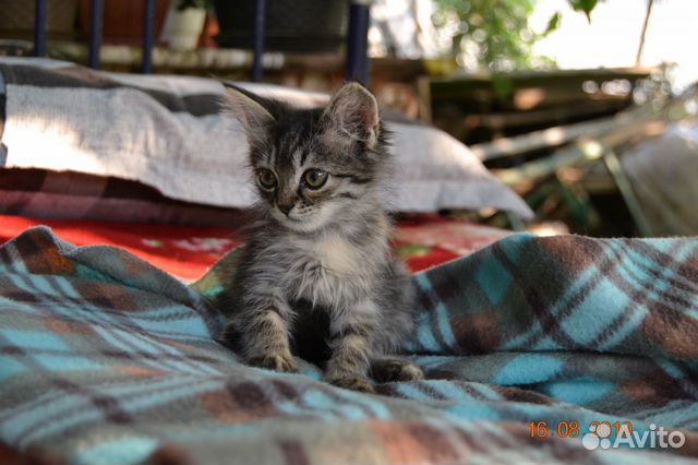 Малюсенькая кошечка 1,5 месяца