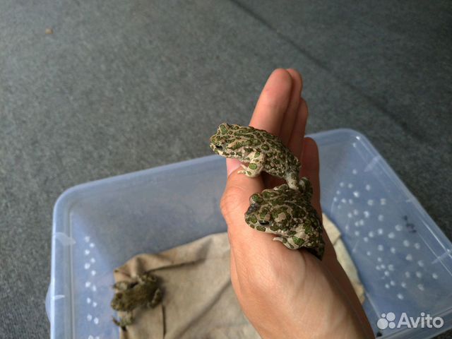 Зелёная жаба Bufo viridis