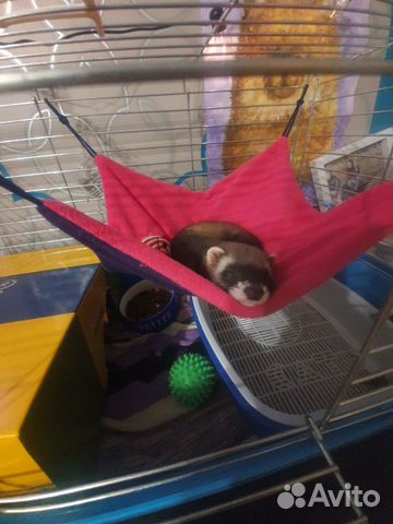 Хорек к клеткой