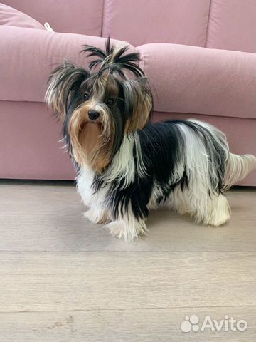 Девочка бивер мини