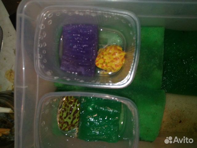 Лягушки Рогатки