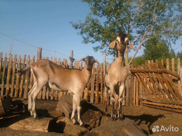 Козлики нубийцы обмен