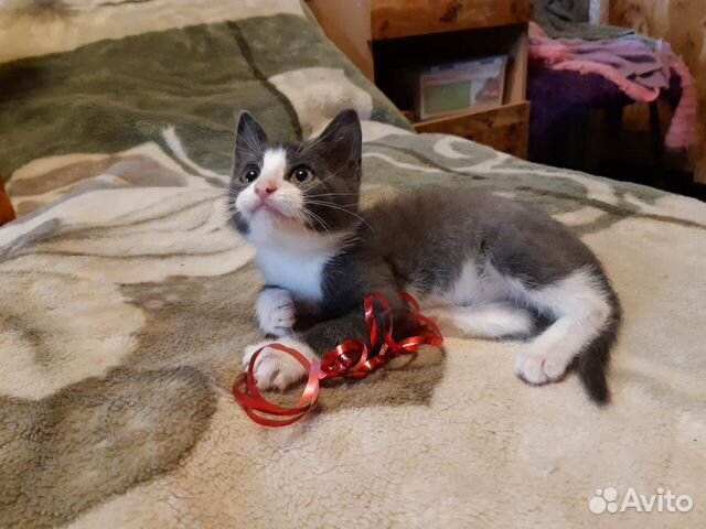 Котёнок Клепа 2 мес мальчик в добрые руки