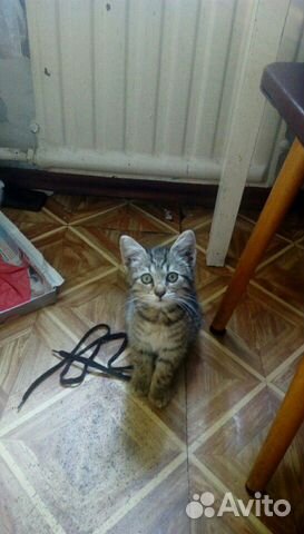 Котенок 3,5 мес
