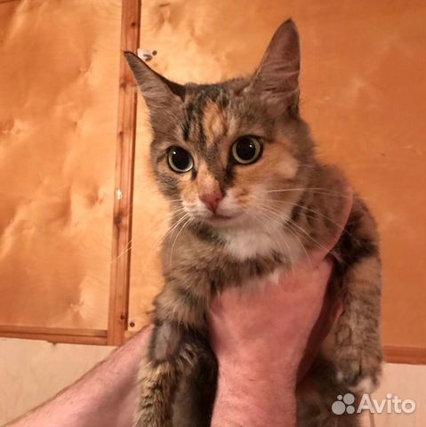 Трёхцветная кошка красавица в добрые руки