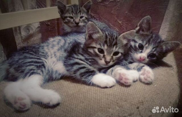 Котята ищут добрых хозяев