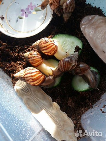 Улитка Ахатина