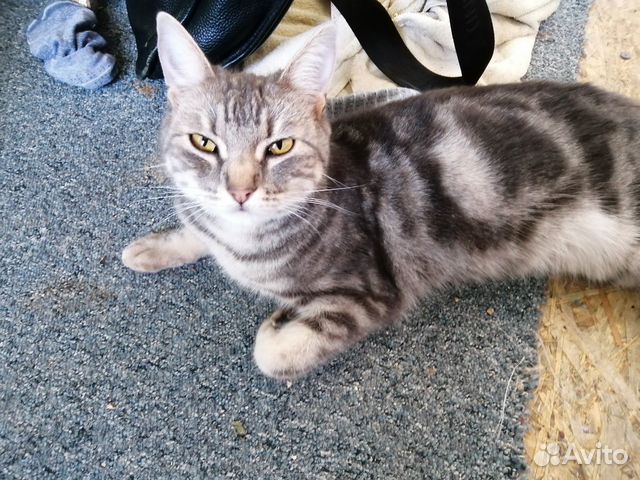 Кошка Тишка ищет дом