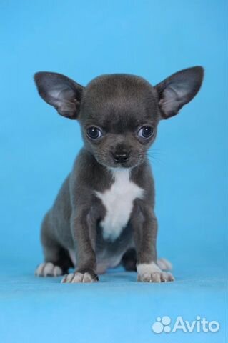 Мини и стандарт щенки, голубые лиловые палевые