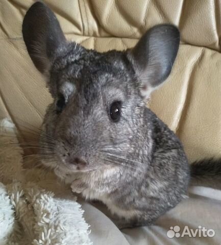 Шиншилла Стандарт