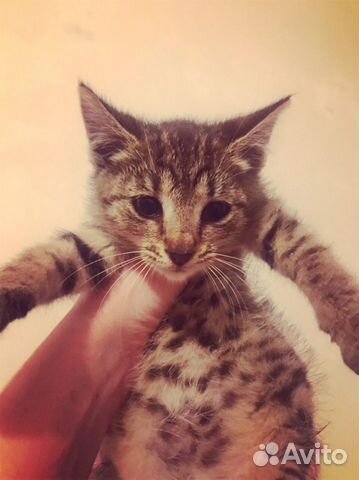 Спасенный котеныш