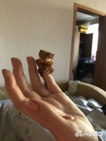 Геккон Бананоед многоморфный