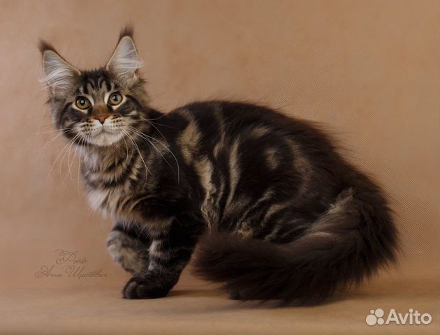 Продаётся котенок породы мейн кун окрас чёрный мра