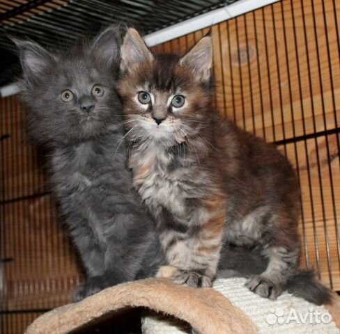 Мейн кун котята -сладкая парочка