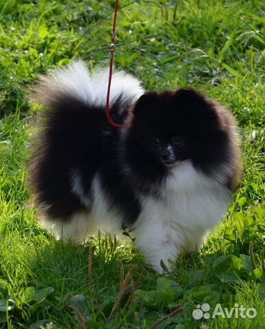 Померанский шпиц мальчик