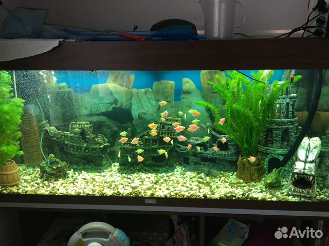 Аквариум Juwel 240