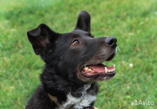 Полина. Чёрное золото. Умная собака. Бесплатно