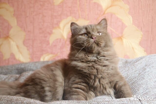 Циннамон британка
