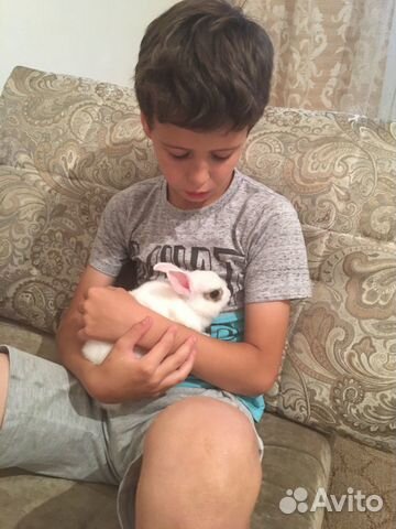 Декоративный заяц