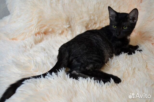 Котёнок окрас чёрный дым