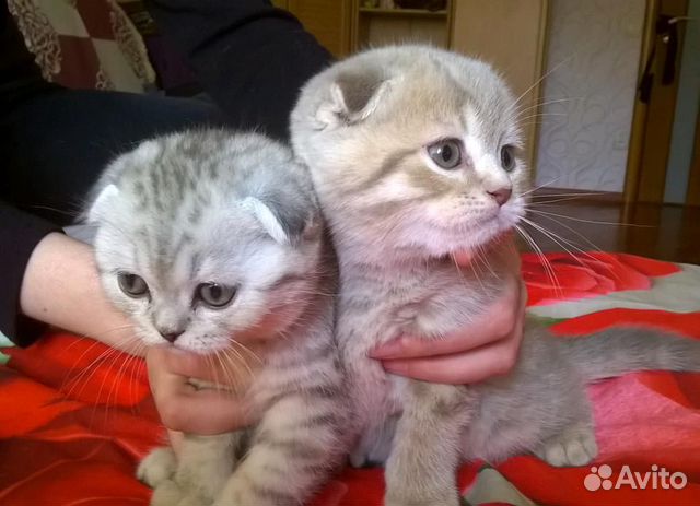 Котята Шотландцы, Супер Очаровательные