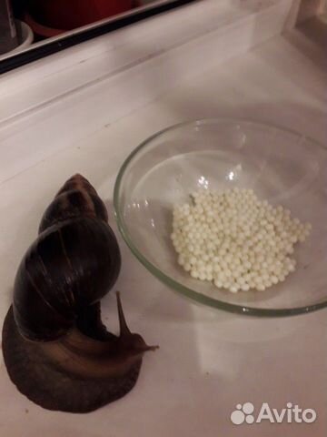 Кладка яиц улитки Ахатина