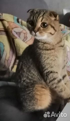 Кошка британка ищет британца