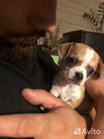 Щенок, чихуахуа, 1,5 мес