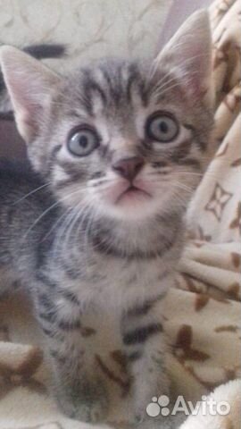 Милые котята ищут друзей