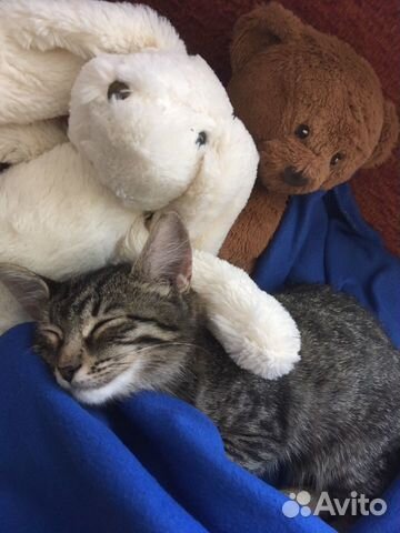 Котёнок