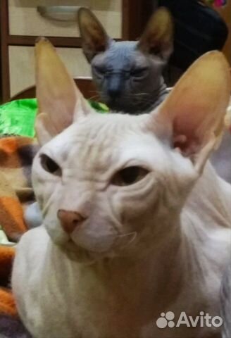 Донской сфинкс вязка