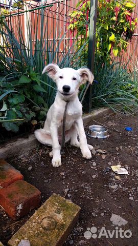 Щенки белые Ангелочки