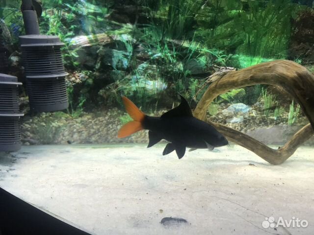 Лабео, геофагусы, сом стурисома