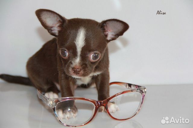 Малышка шоколадная чихуахуа девочка