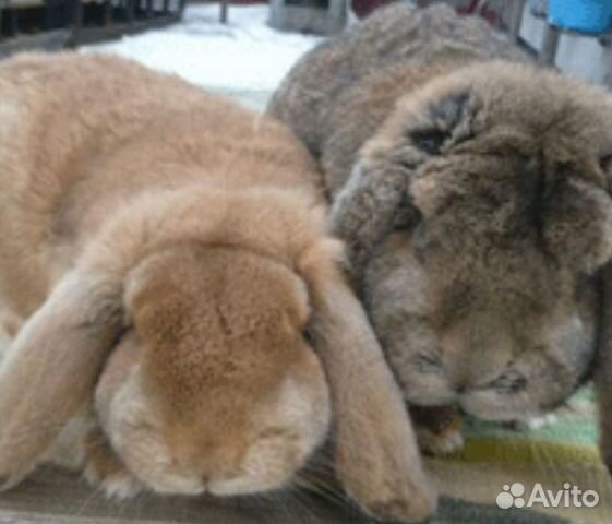 Кролики порода Фландер