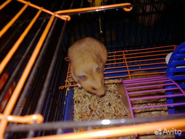 Сирийский хомяк