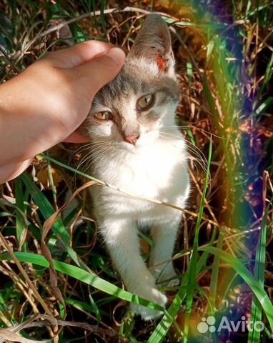 Котёнок Чижик. Отдам котенка