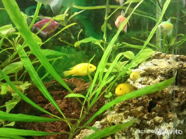 Лабидохромис Еллоу (лимонный)