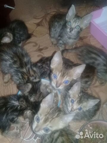 Мальчишки бенгальчики