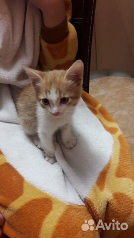 Рыжий котенок в добрые руки