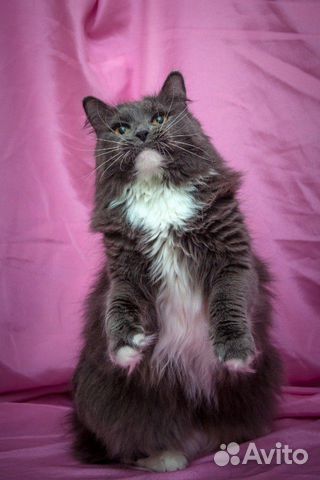 Три кото-девушки ищут дом