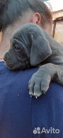 Щенки Итальянского Кане Корсо