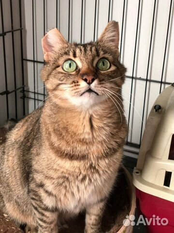 Стерилизованнная кошка с зелеными глазами